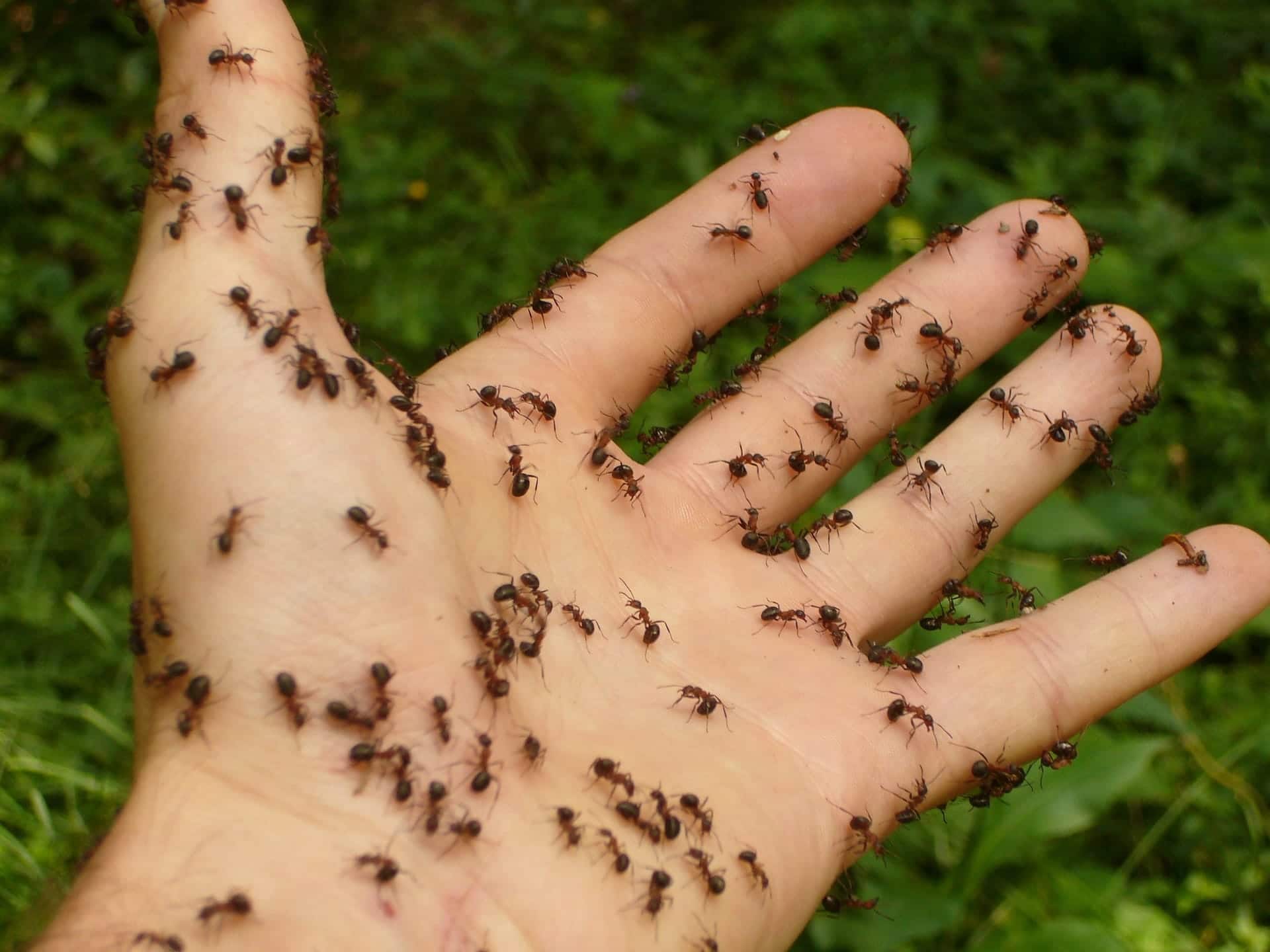 How Do You Stop an Ant Infestation? - Exterminator Cambridge